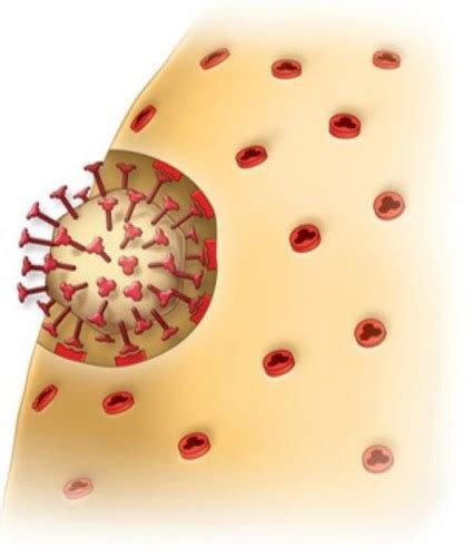MCB Ch Viral Structure And Multiplication Flashcards Quizlet