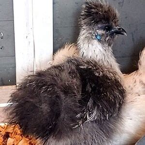 374 Backyard Chickens Learn How To Raise Chickens