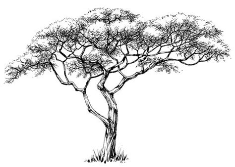 Safari Tree Outline