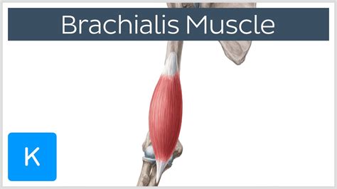 Brachioradialis Origin And Insertion Captions Prince
