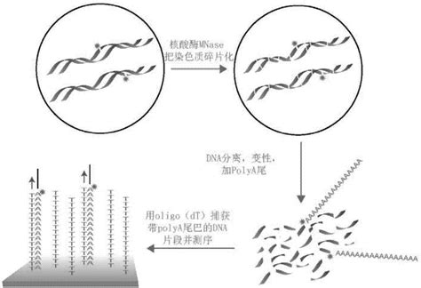 一种检测全基因组的单链dna损伤的方法与流程 2