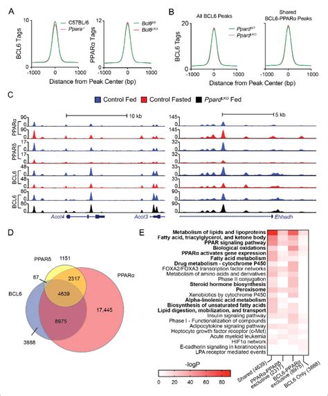 Bcl6 Genome Wide Dna Binding Is Independent Of Ppara And Ppard A Download Scientific Diagram