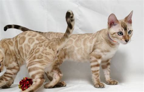 スノーベンガルチャコールベンガル ブログ 関東神奈川県でベンガルなど猫子猫のブリーダーならROCKFIELD