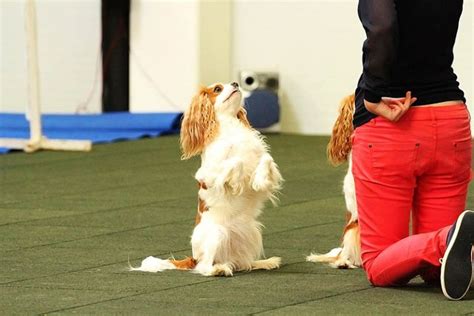 How To Train A Cavalier King Charles Spaniel 9 Expert Tips Dogster