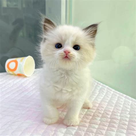고양이분양 전국고양이분양 고양이분양싼곳 브리티쉬숏헤어 왕자님 💖 입양비용 100만원 영롱 그 자체 핑크골드 브리티쉬숏헤어 소개합니다 ლ╹ ╹ლ 문의 Dm