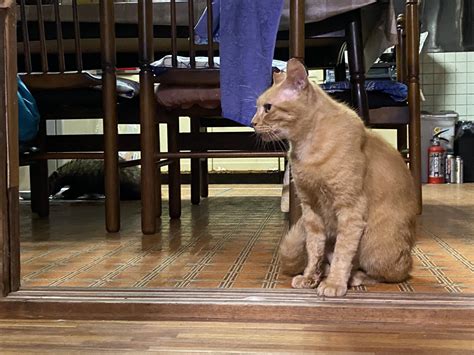 画像台風で地域猫が家の中に避難してきたよく見ると猫ではない動物もいた いきぬき2ちゃんねる