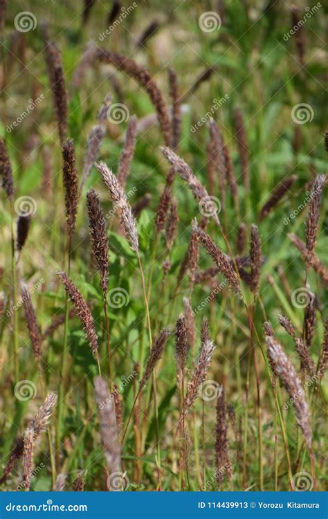 Cogon Grass Stock Image Image Of Botany Roadside Meadow 114439913