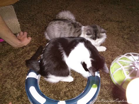 Cat Cafe Melbourne The Nomadic Explorers Australian Travel Blog