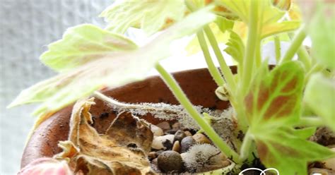 Ng Little Seedlings Problem Area Plant Diseases