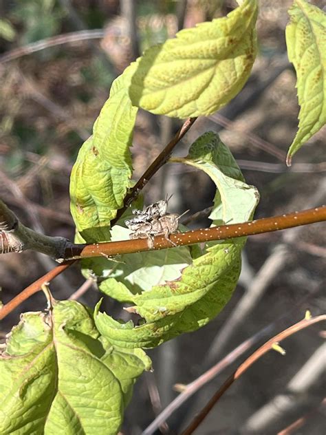 Big Bug Carries Smaller Bug Rbugsarefuckingstupid