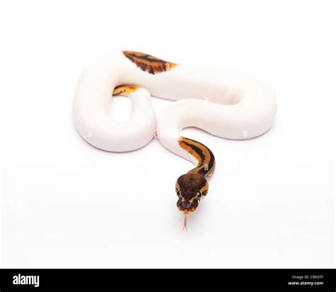 Royal Python Python Regius Willi Obermayer Reptile Breeding Austria Stock Photo Alamy