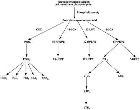 Outline Of The Pathway Of Eicosanoid Synthesis From Eicosapentaenoic Download Scientific