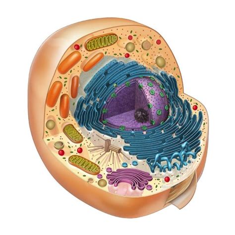 Cell Physiology And Structure Overview Flashcards Quizlet