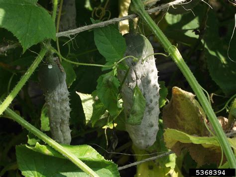 Phytophthora Blight Phytophthora Capsici