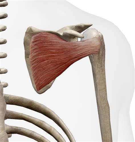 Subscapularis Muscle Diagram Quizlet