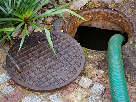 How To Prevent Tree Roots In Your Sewer Line AJ Danboise