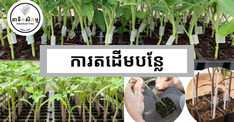 កសិកម្ម នាទីកសិកម្ម Kaksekam Time