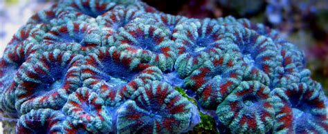 Coral Reproduction Part Three Stony Coral Sexuality Reproduction Modes Puberty Size Sex