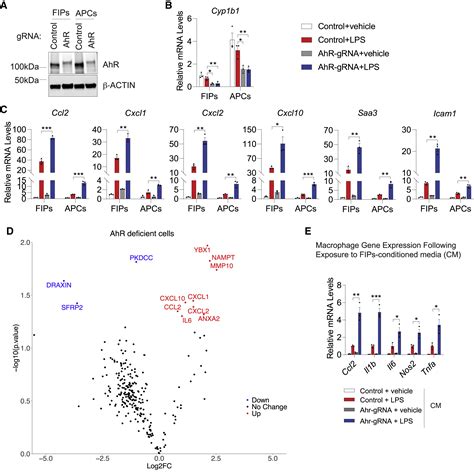 Multilayered Omics Reveal Sex And Depot Dependent Adipose Progenitor Cell Heterogeneity Cell