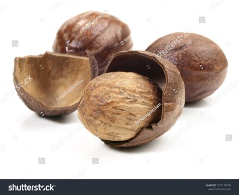 2086 Imágenes De Nutmeg Shell Imágenes Fotos Y Vectores De Stock