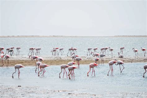 Qué Ver Y Hacer En Walvis Bay Y Alrededores Namibia