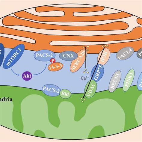 Mitochondria Associated Membranes Mams And Pacs 2 Mams Are Regions