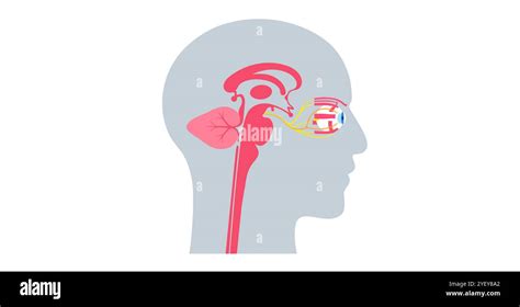 Illustration Of The Motor Nerves Of The Eye Including The Abducens Trochlear And Oculomotor