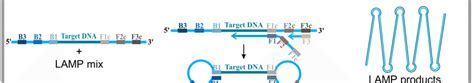 Digital Microfluidics With Loop Mediated Isothermal Amplification Download Scientific Diagram