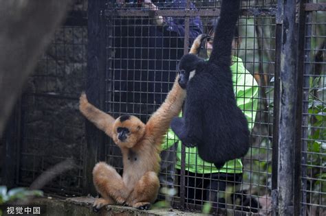 物种频频“上新” 探寻海南生物多样性之美 荔枝网图片