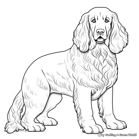 Cocker Spaniel Coloring Pages Free And Printable