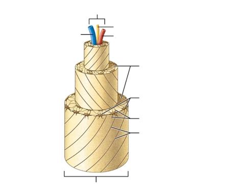 Bone Osteon Structure Quiz