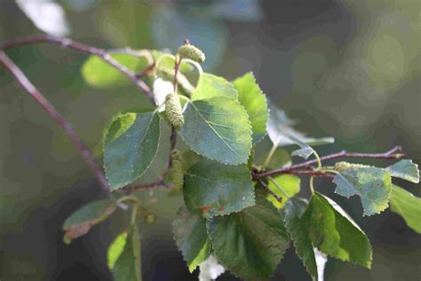 12 Common Species Of Birch Trees