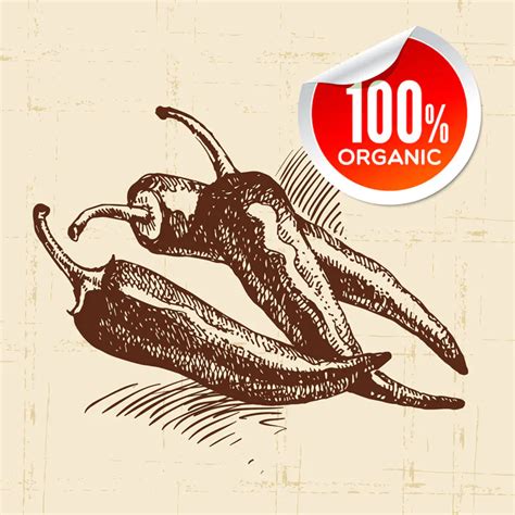 وکتور نقاشی فلفل کد محصول 143825