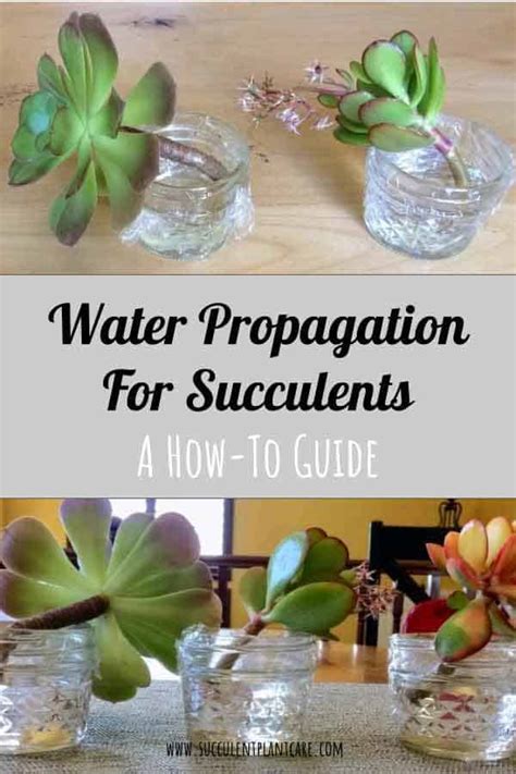 Water Propagation For Succulents A How To Guide Succulent Plant Care