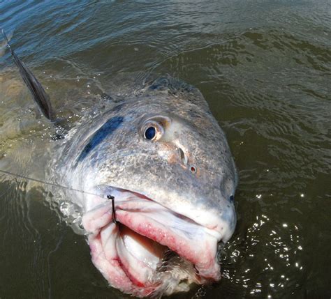 Black Drum Fish Can You Eat Black Drum
