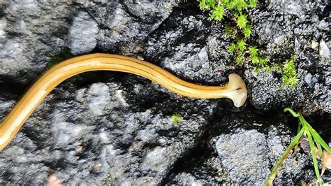 Darin Hitchings Phd On Linkedin Toxin Secreting Hammerhead Worms Are Invading The Dc Area