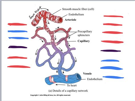 Details Of Capillary Network Diagram Quizlet