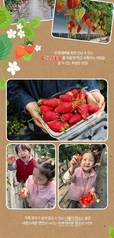[양산] 하나 딸기수확체험 4월 투어비스 투어and티켓