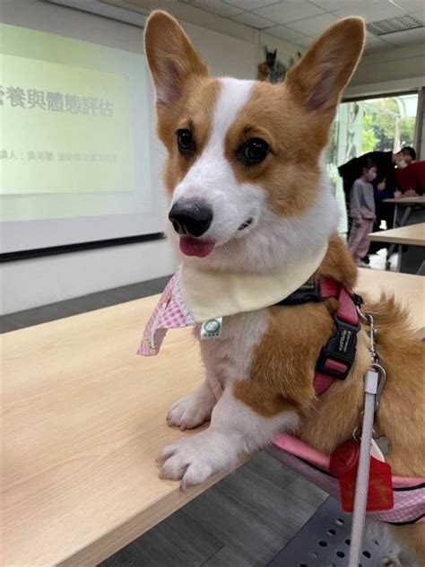 新北動保處寵物課程 助飼主打造毛寶貝好身材 生活 中時