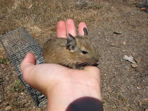 A Degu Field Notebook Degu Sex