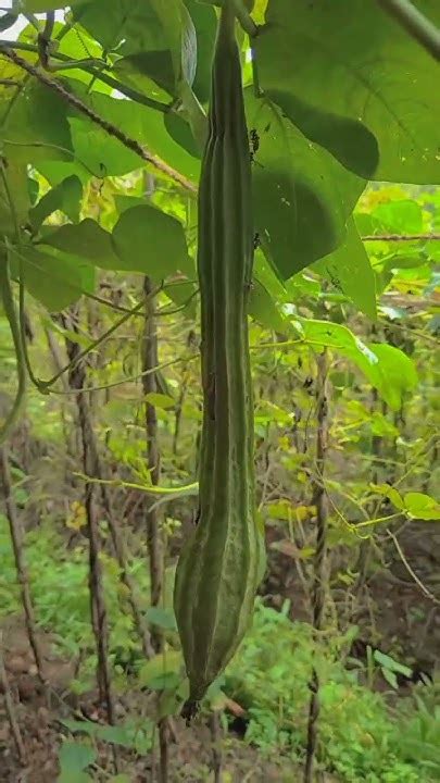 පලතුරු මැස්සො එලවලු වලට හානි කිරිම Viral Srilanka India Tree