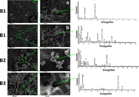 Sem Micrographs Of Airborne Particulate Matter Deposited On Sab Samples Download Scientific