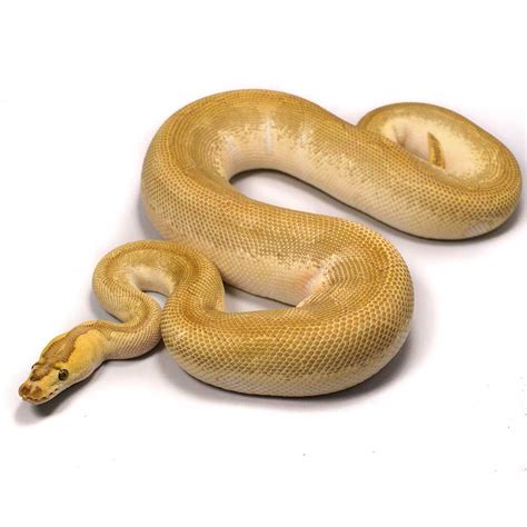Enchi Lesser Clown Ball Python For Sale 2018 Male Serpentia