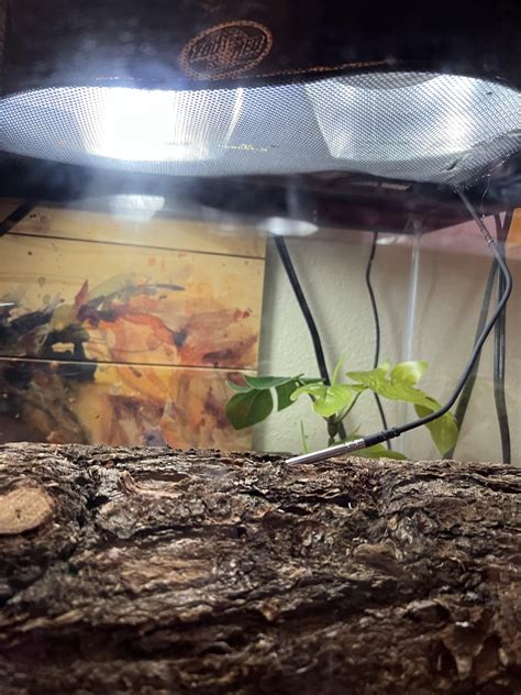 Heating Tips Needed Should The Thermostat Probe Be Laying Directly On The Basking Spot Or