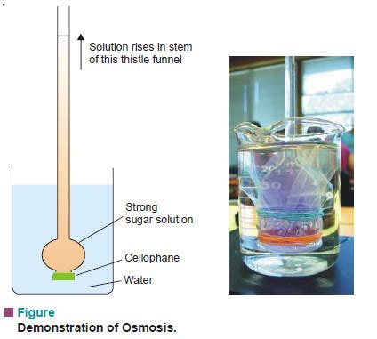 What Is Osmosis And Osmotic Pressure Read Chemistry