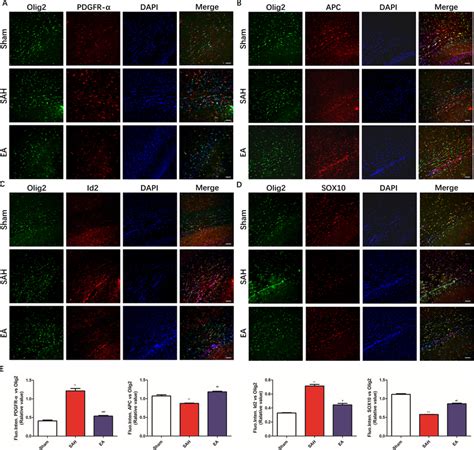 Fluorescence Co Staining Of White Matter In Sham Sah And Ea Groups On Download Scientific