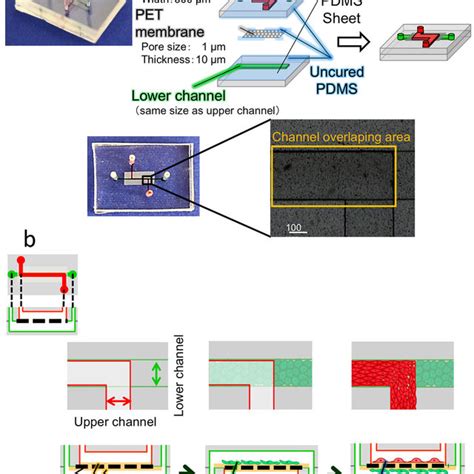 Experimental Design A Schematic Of A Membrane Integrated Download Scientific Diagram