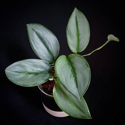 Another Pothos Scindapsus
