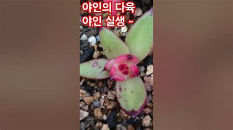 행복 가득한 일요일 되세요 ~ 박서진 파종이 실생 다육 다유기 다육이 다육식물 반려식물 다육판매 다육이판매 다육이키우기 다육인스타그램 매혹이 청주