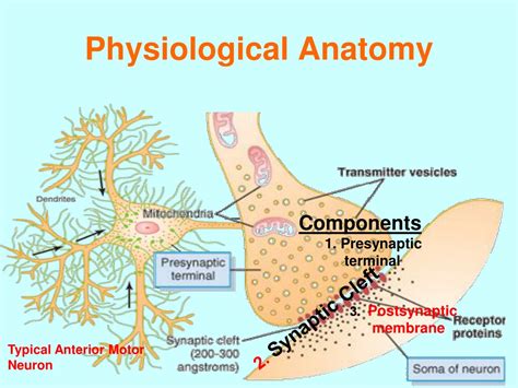 Ppt Synapse And Its Functions In Neural Communication Powerpoint Presentation Id 9642158